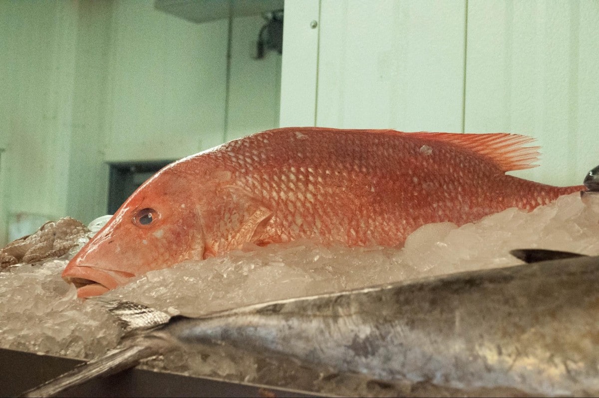 Everything You Need to Know About Samuels and Son Seafood in ...