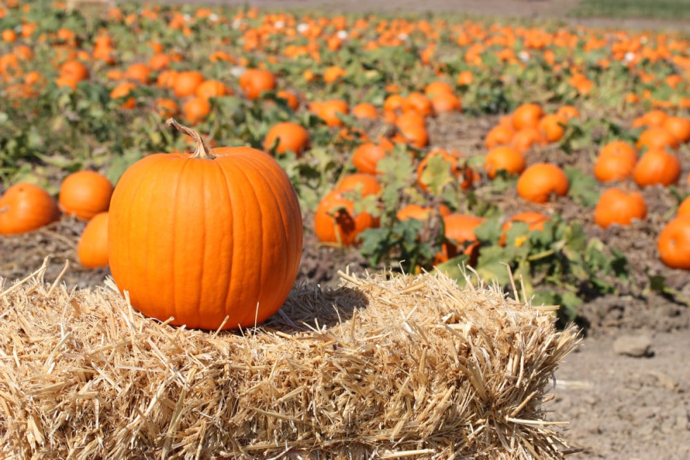 Where to Go Pumpkin Picking Around the Main Line