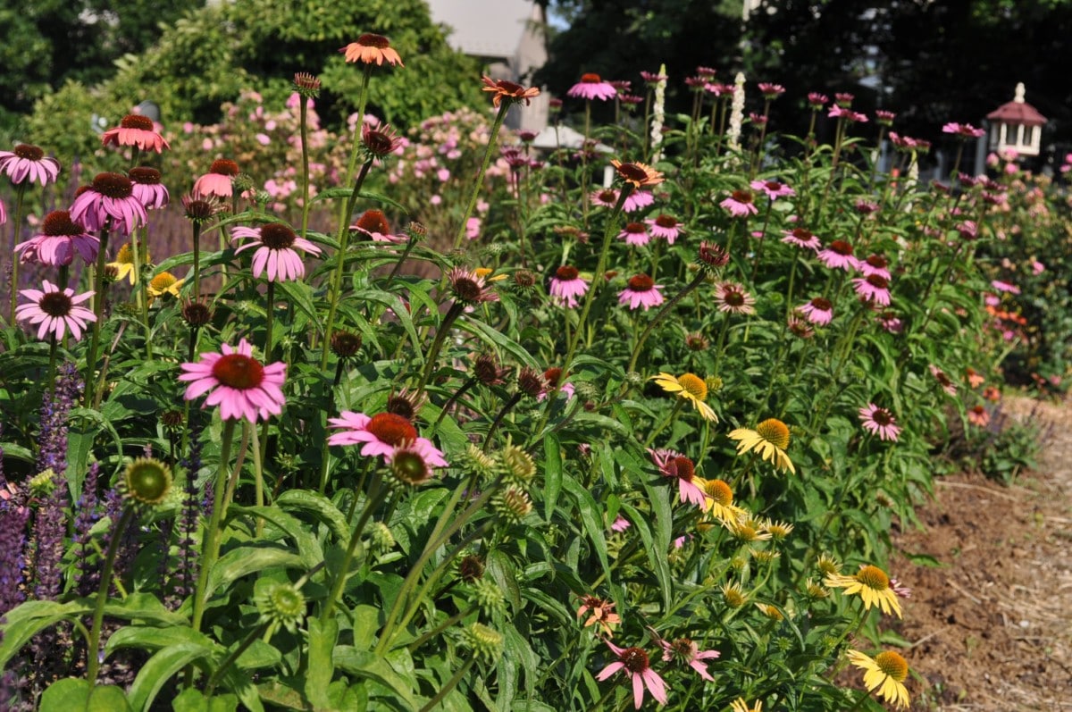 For the Love of Gardening: 5 Tips to Maximize Your Efforts — PA Eats