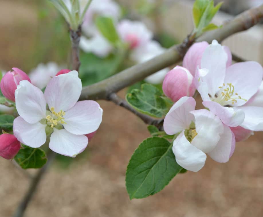 Philadelphia Orchard Project Celebrates 10 Years w/ Anniversary Party