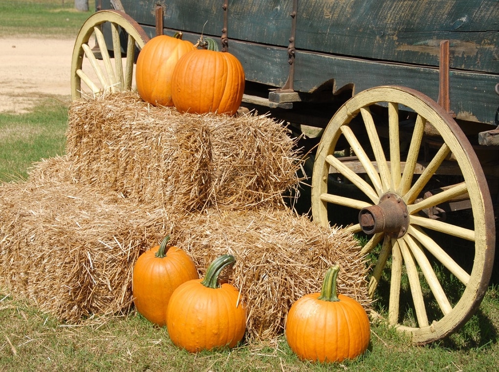 Save the Date: Highland Orchards Fall Food & Craft Beer Celebration ...