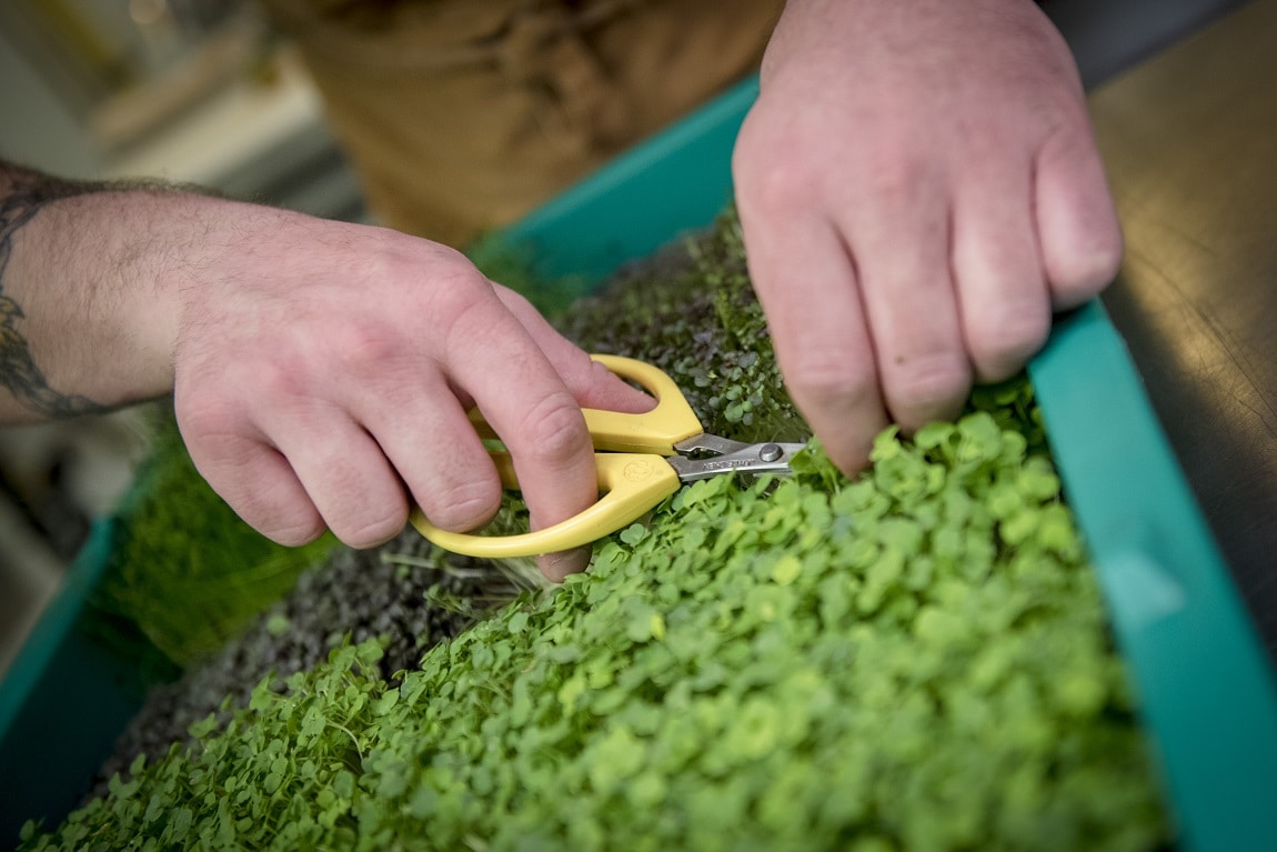 Under Chef Dylan Sweeney, Local Products and Seasonal Sensibilities Are ...