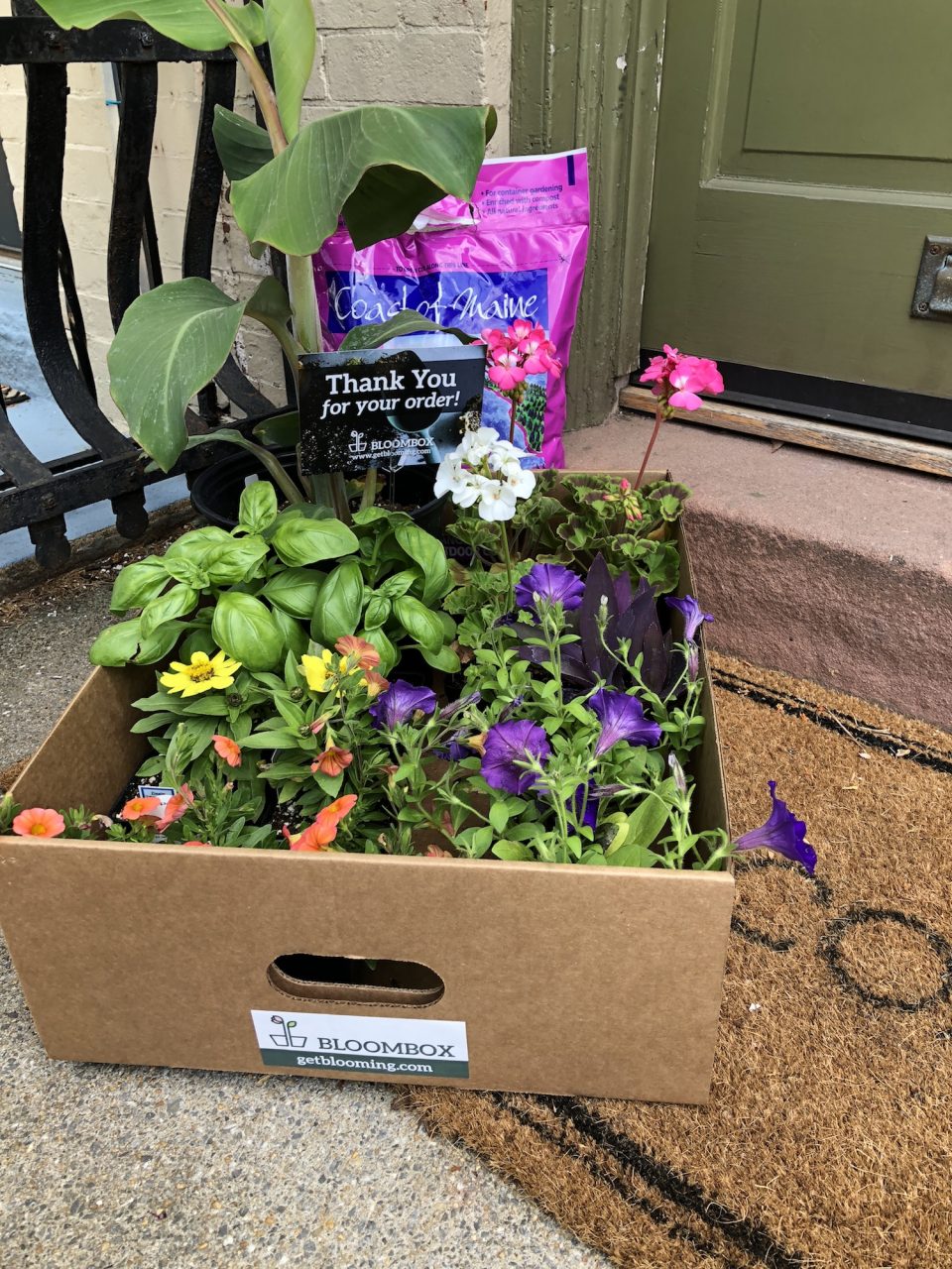 Growing Up: BloomBox | Plant Delivery in Lancaster County