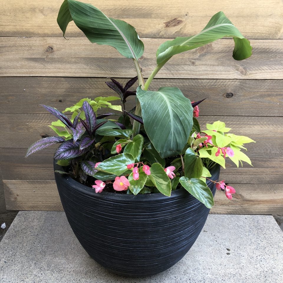 Growing Up: BloomBox | Plant Delivery in Lancaster County