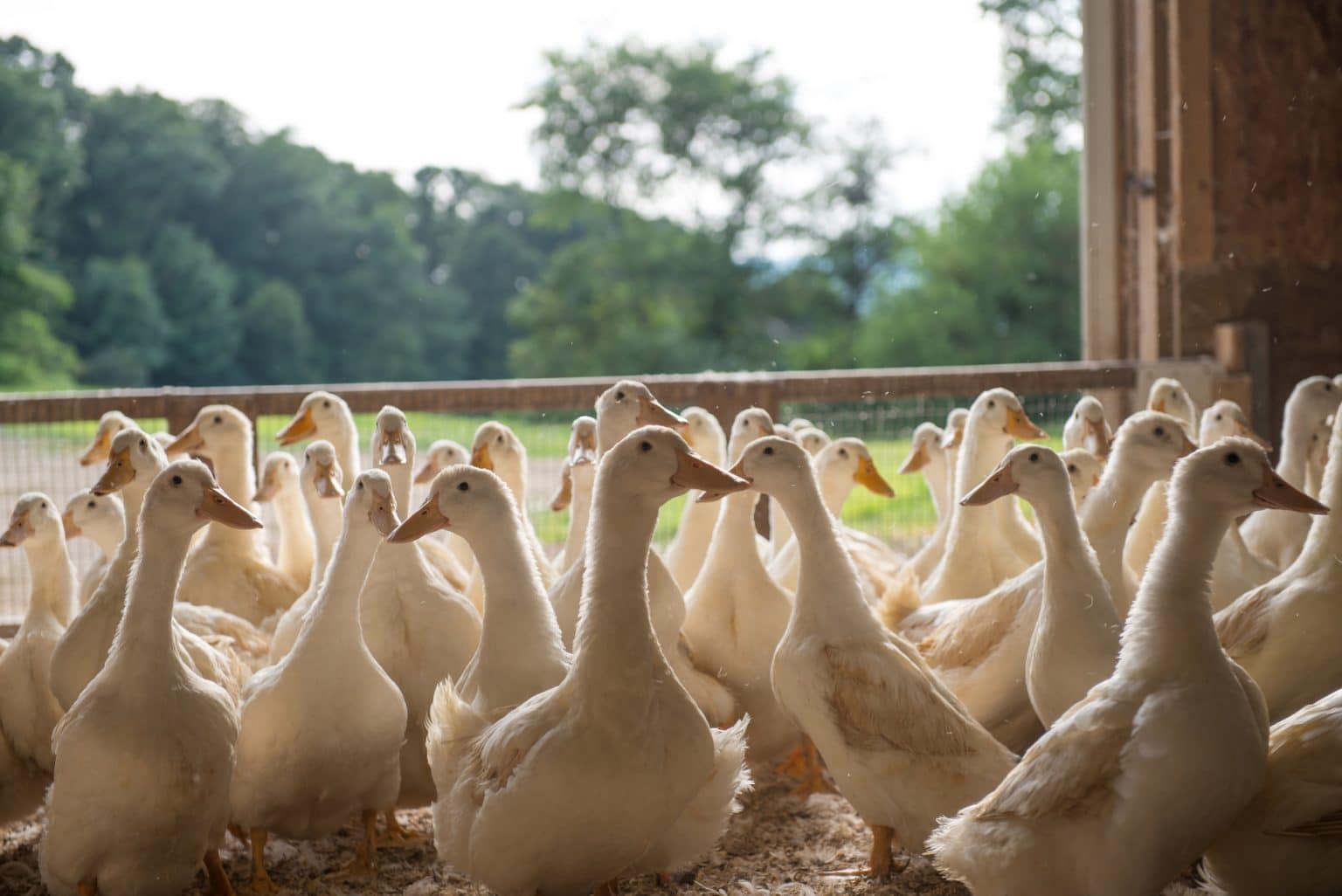 Meet the Farmer: Joe Jurgielewicz & Son, LTD, America's Tastiest Duck