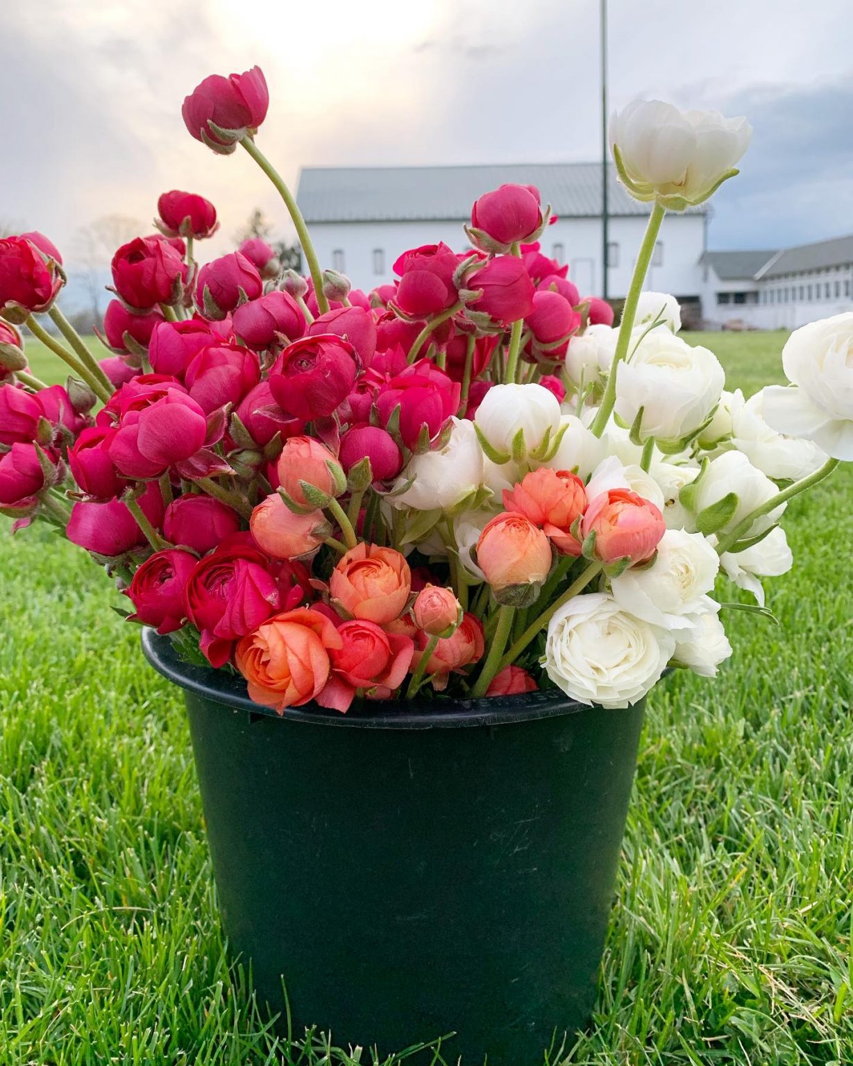 12 Places to Enjoy, Purchase and Pick Flowers in PA | Pennsylvania Flowers