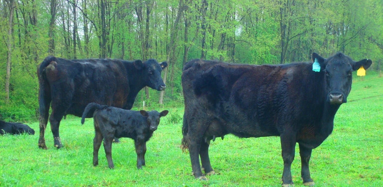 Meet Three Pennsylvania Beef Farmers from Western PA — PA Eats