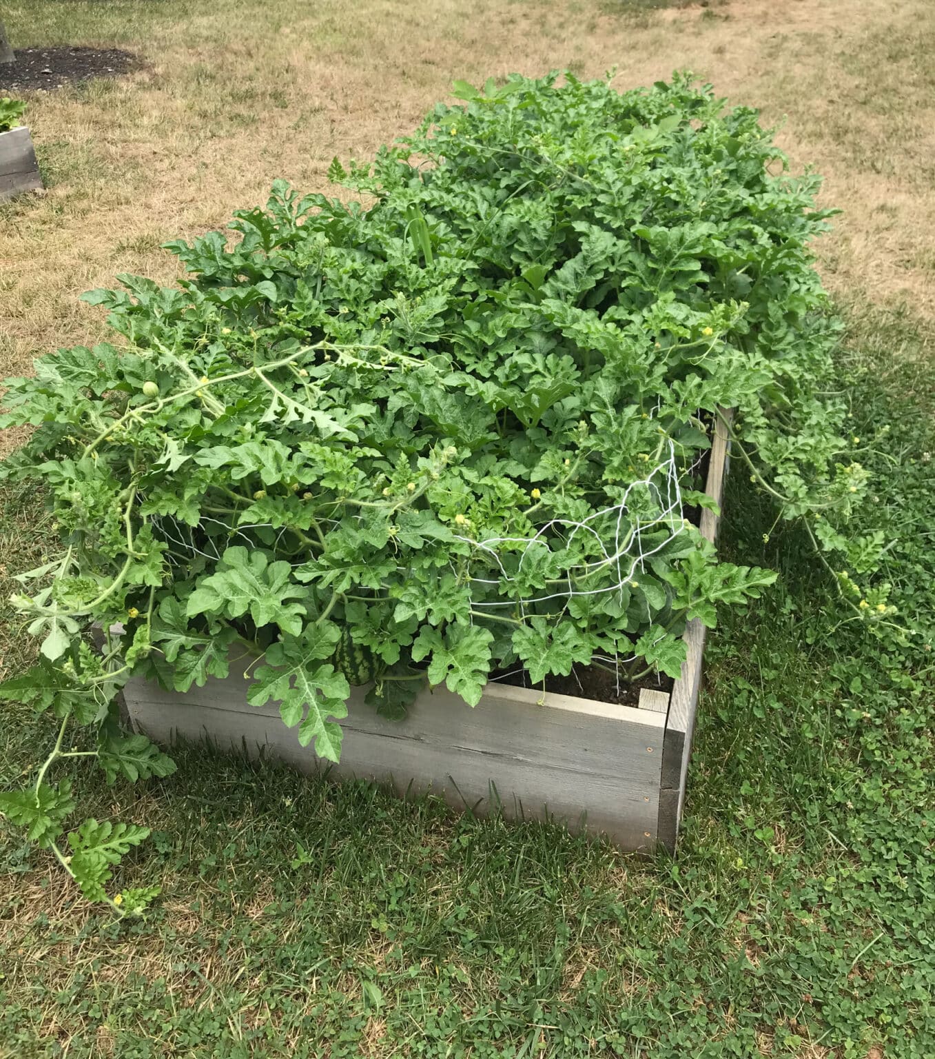 Our Top Spots for Berry & Cherry Picking in Pennsylvania