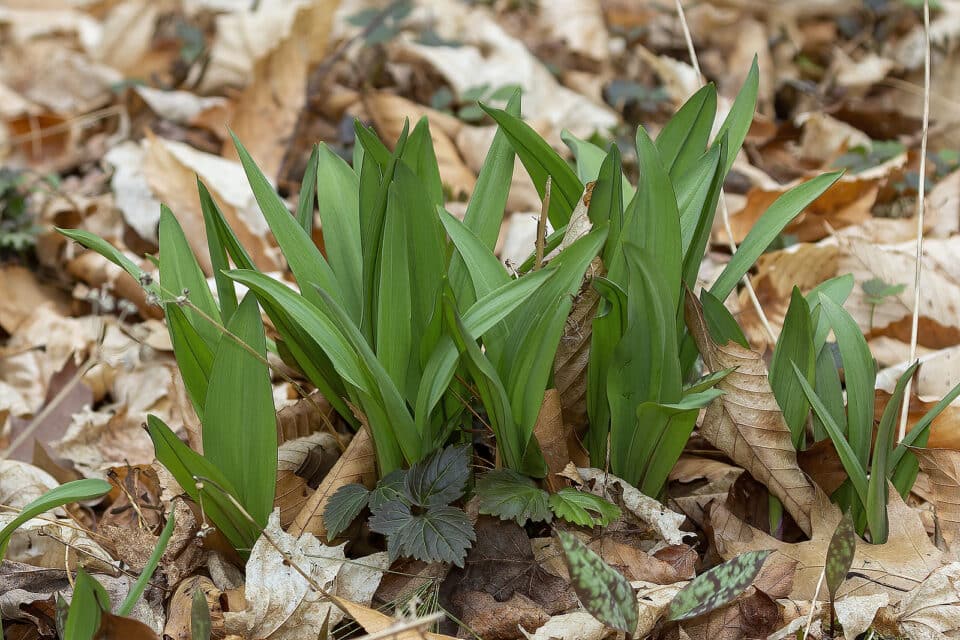 Foraged in Pennsylvania: Ramps | Wild Leeks Pennsylvania