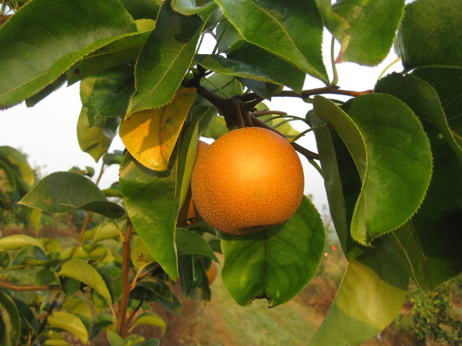 Our Top Spots for Berry & Cherry Picking in Pennsylvania