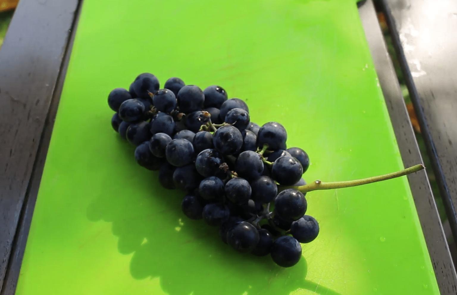 PA Wine 101: Get to Know Chambourcin