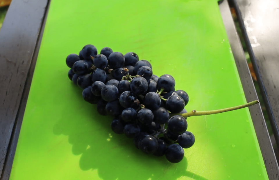 PA Wine 101: Get to Know Chambourcin