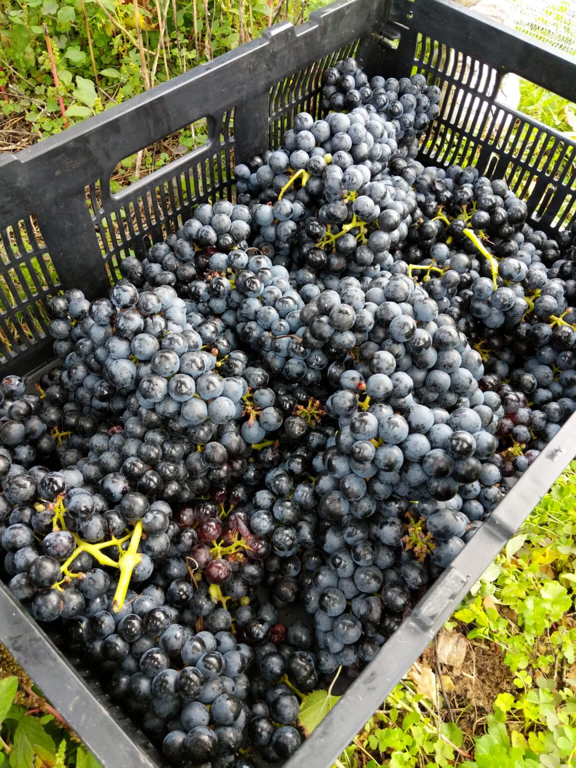 PA Wine 101: Get to Know Chambourcin