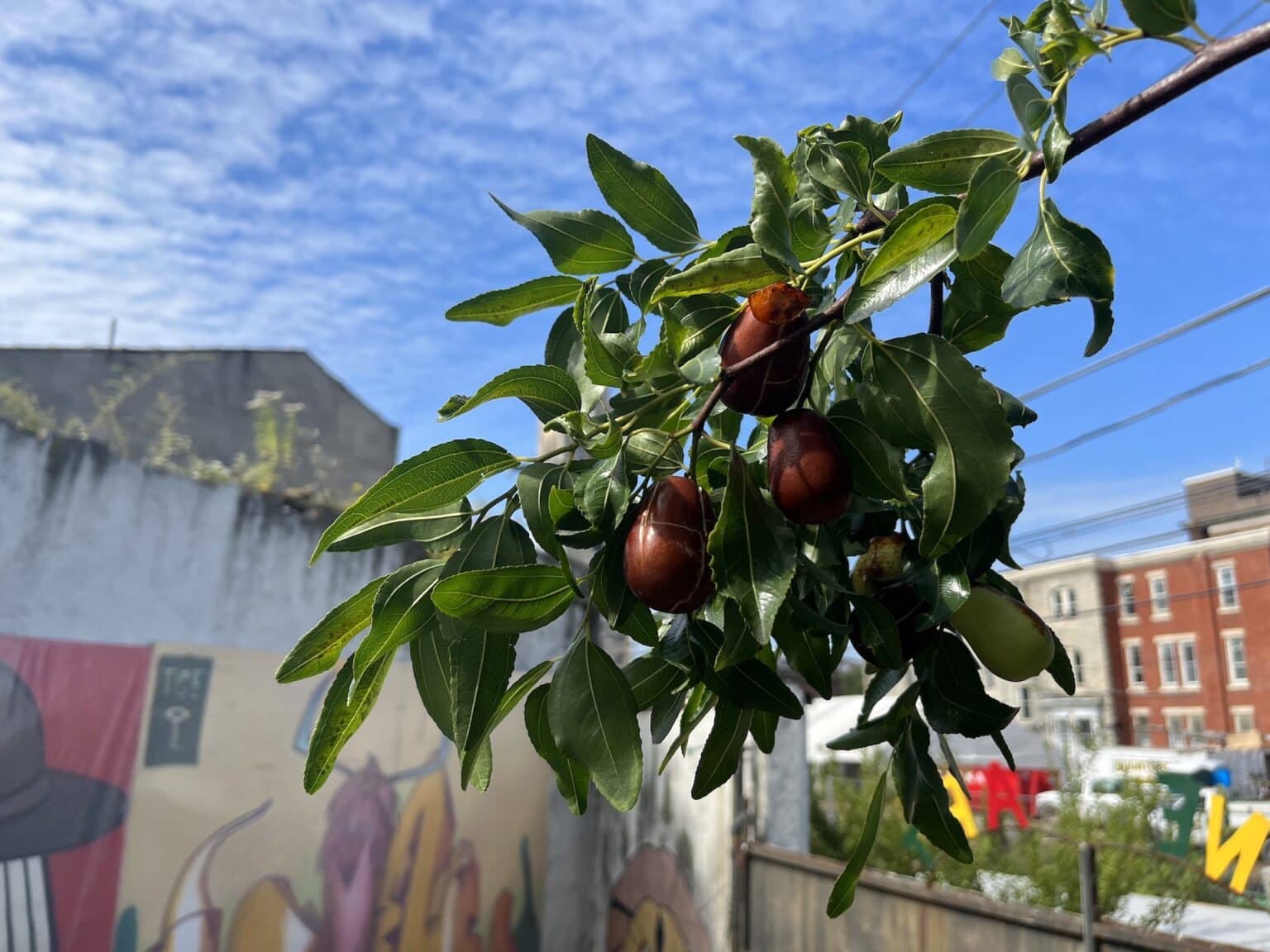Growing Food Across the City with the Philadelphia Orchard Project — PA ...